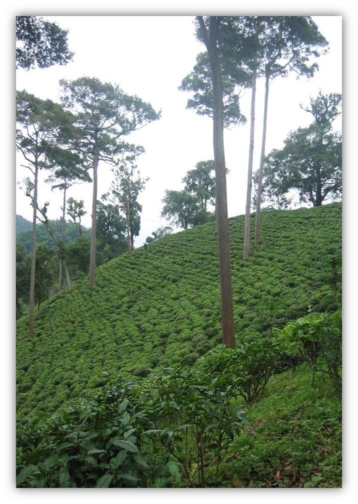 Tea Time Todayชาจากวิถีไอดินกับกลิ่นสมุนไพร - ThaiPower.co